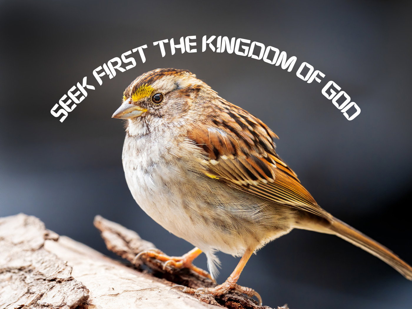 Mathew 6:33 - Seek first the Kingdom of God: What Jesus Meant by this ...