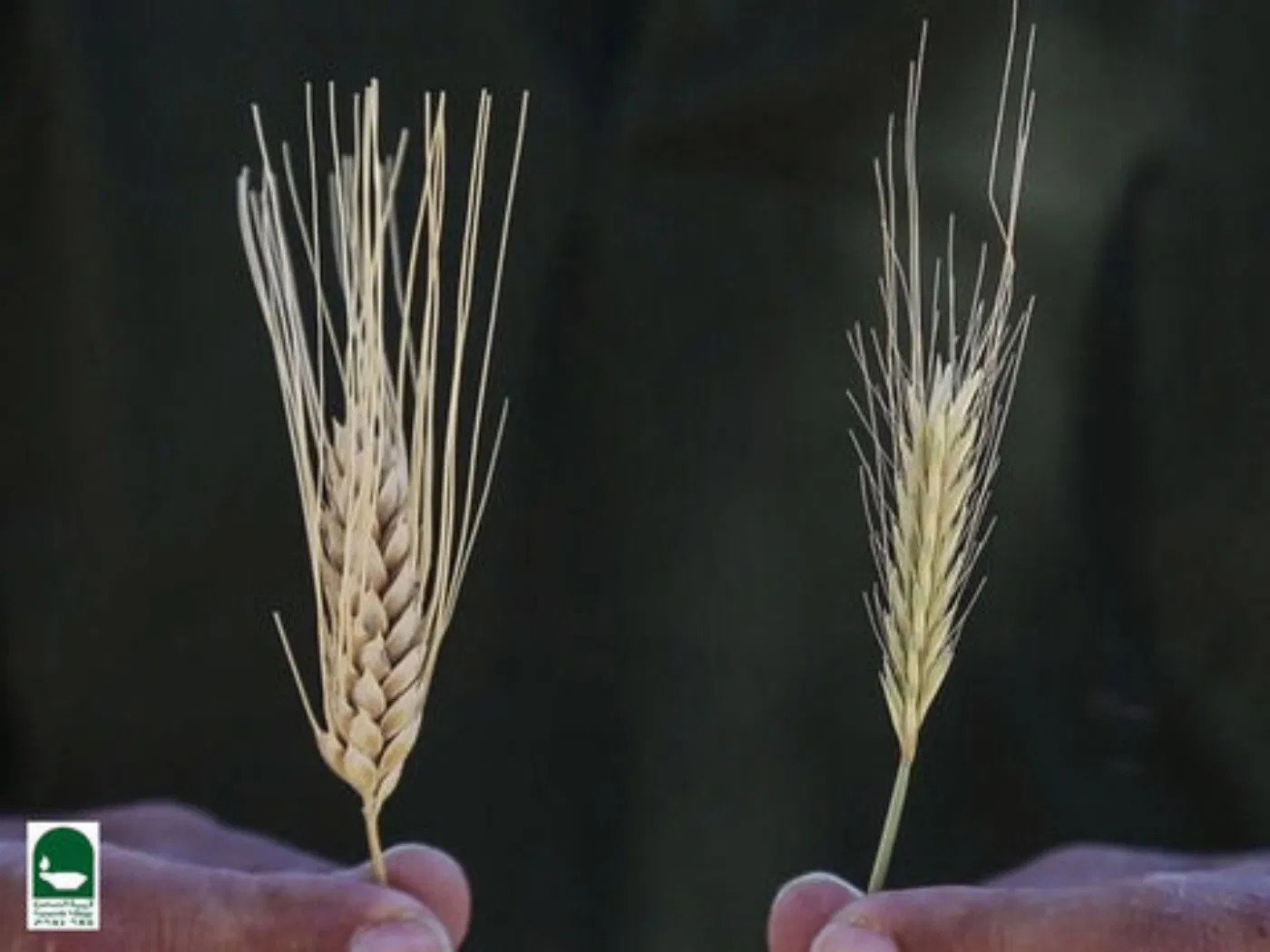 Parable of the Wheat and the Tares Explained - Bible