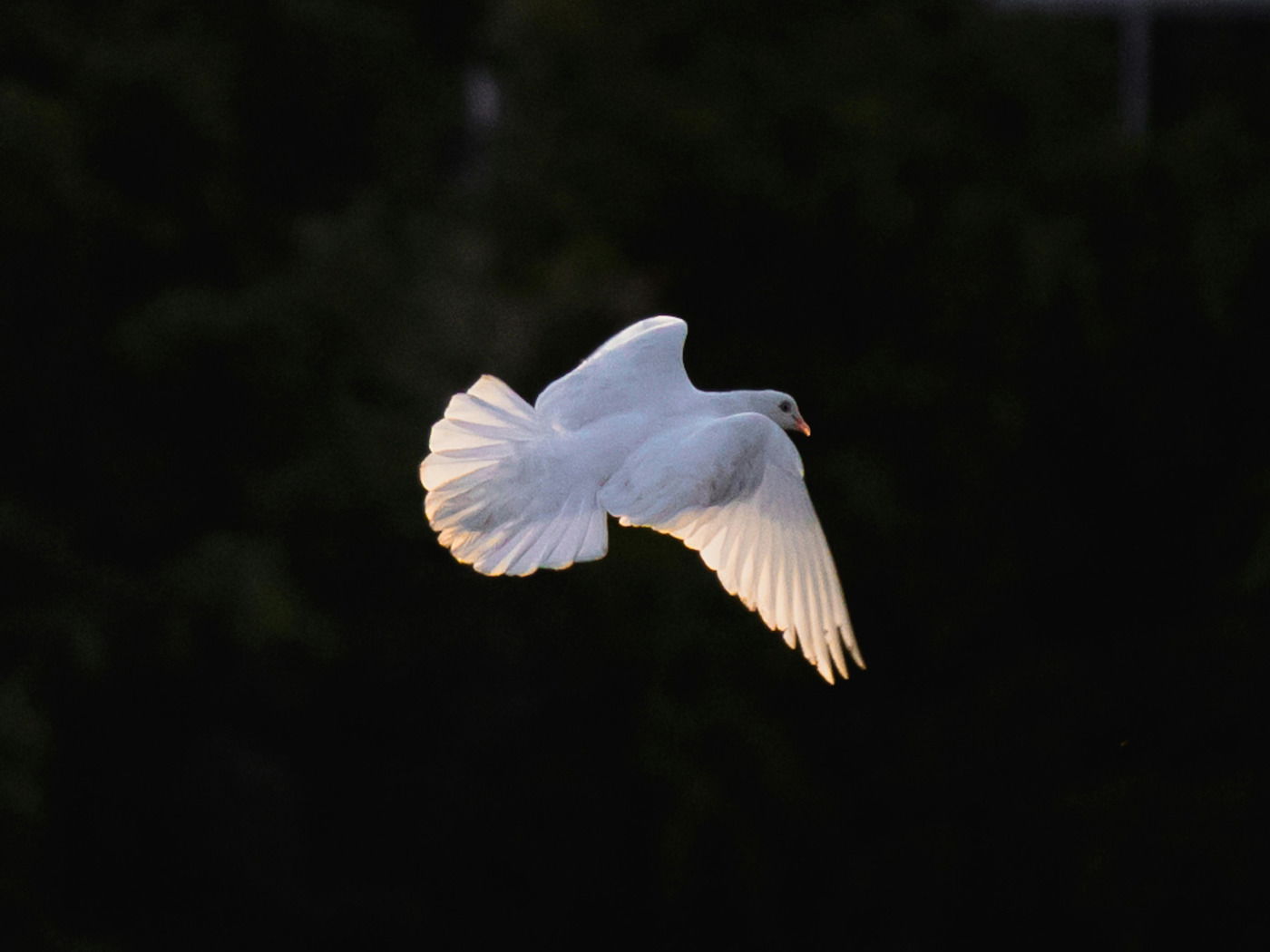 The Rapture: What will Happen On Jesus Second Coming for His Church - Bible