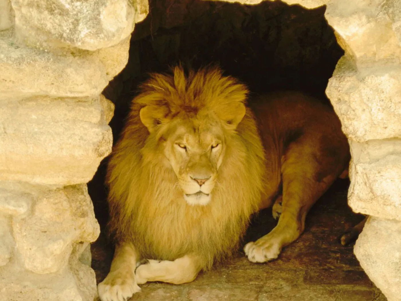 Daniel en el foso de los leones: la historia explicada (estudio bíblico) - Biblia