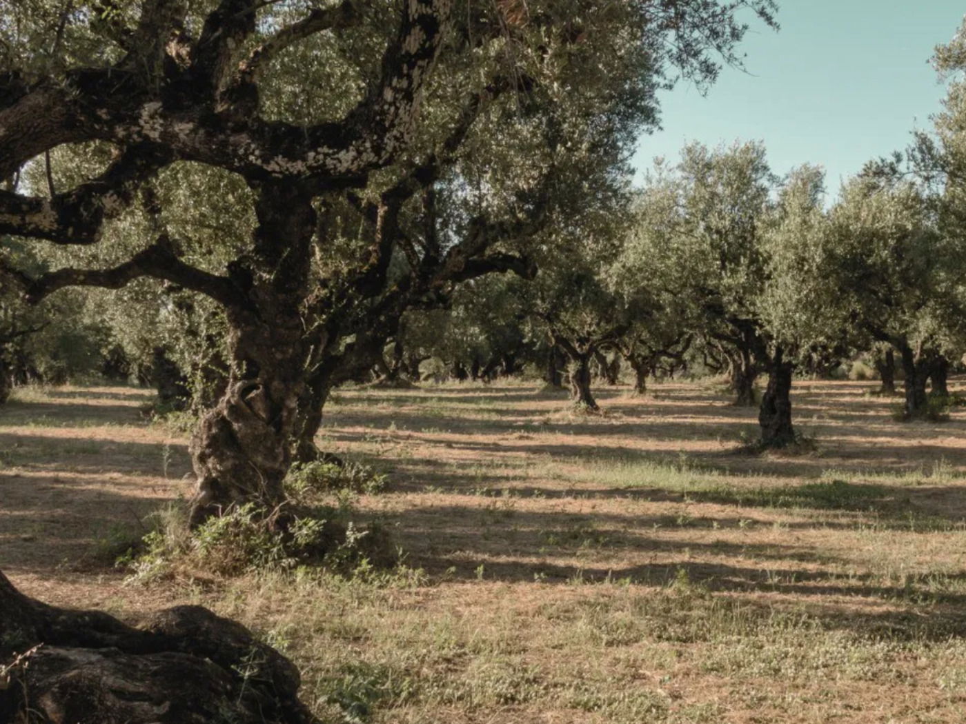 Jesús en el huerto de Getsemaní (estudio bíblico) - Biblia