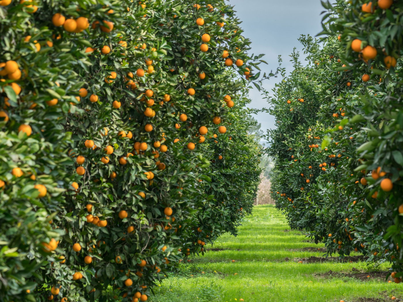 Las obras de la carne y el fruto del Espíritu (estudio bíblico) - Biblia