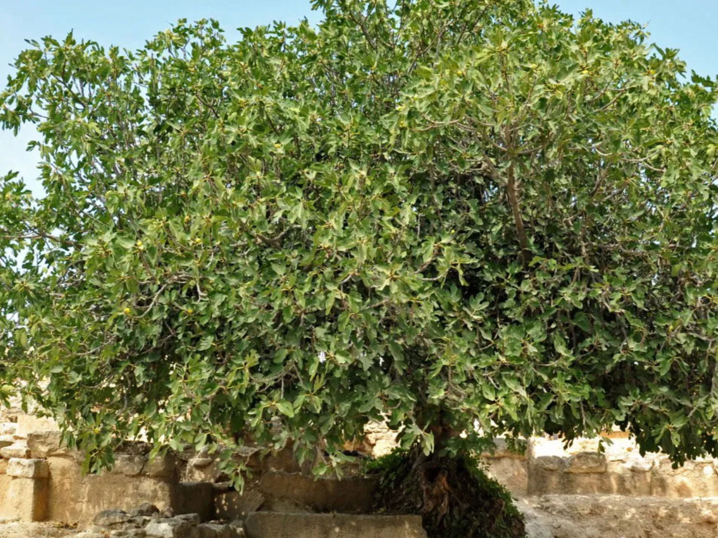 La parábola de la higuera estéril (con explicación) - Biblia