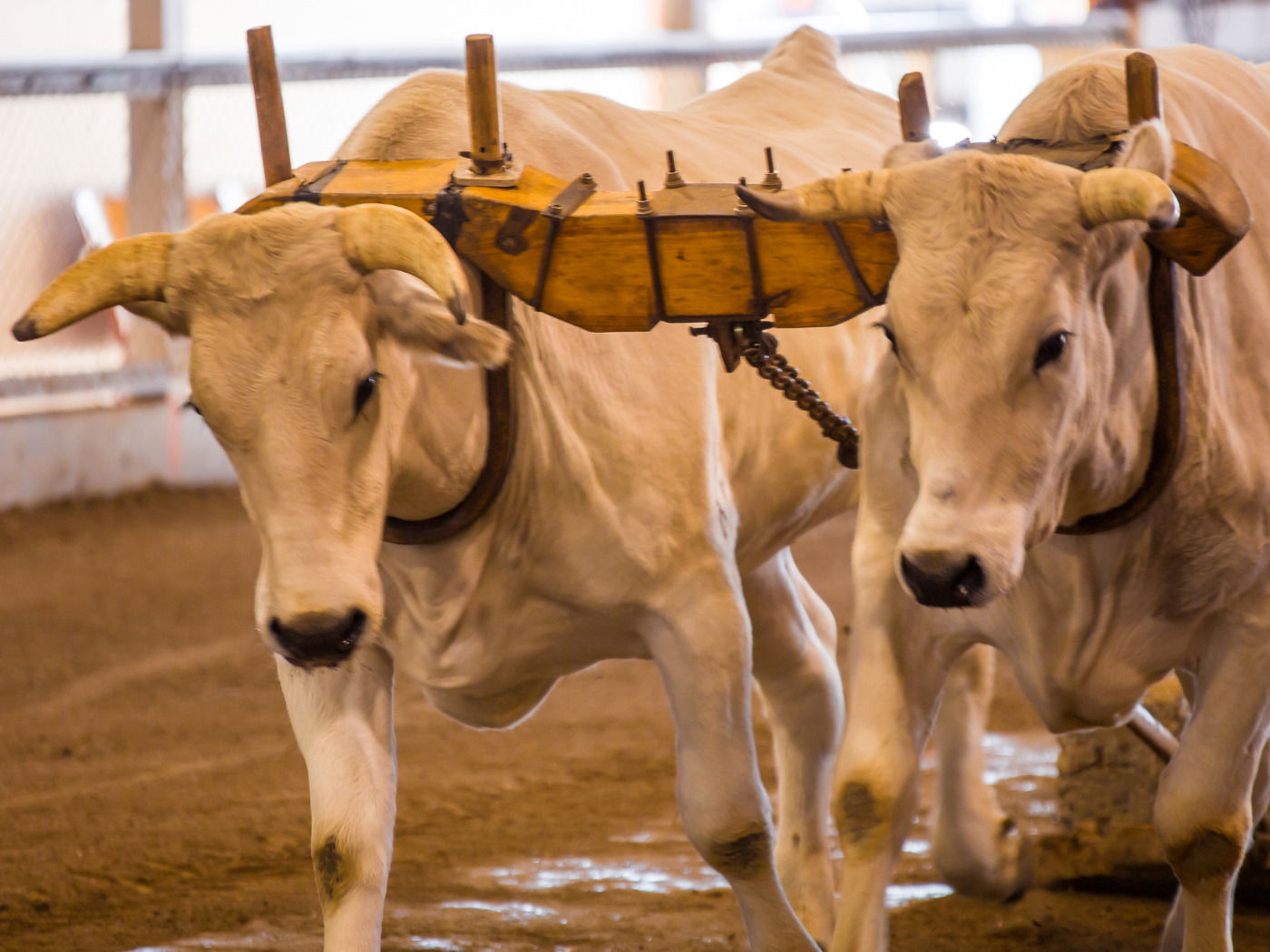 Explicação de meu jugo é suave e meu fardo é leve (Estudo Bíblico) - Bíblia